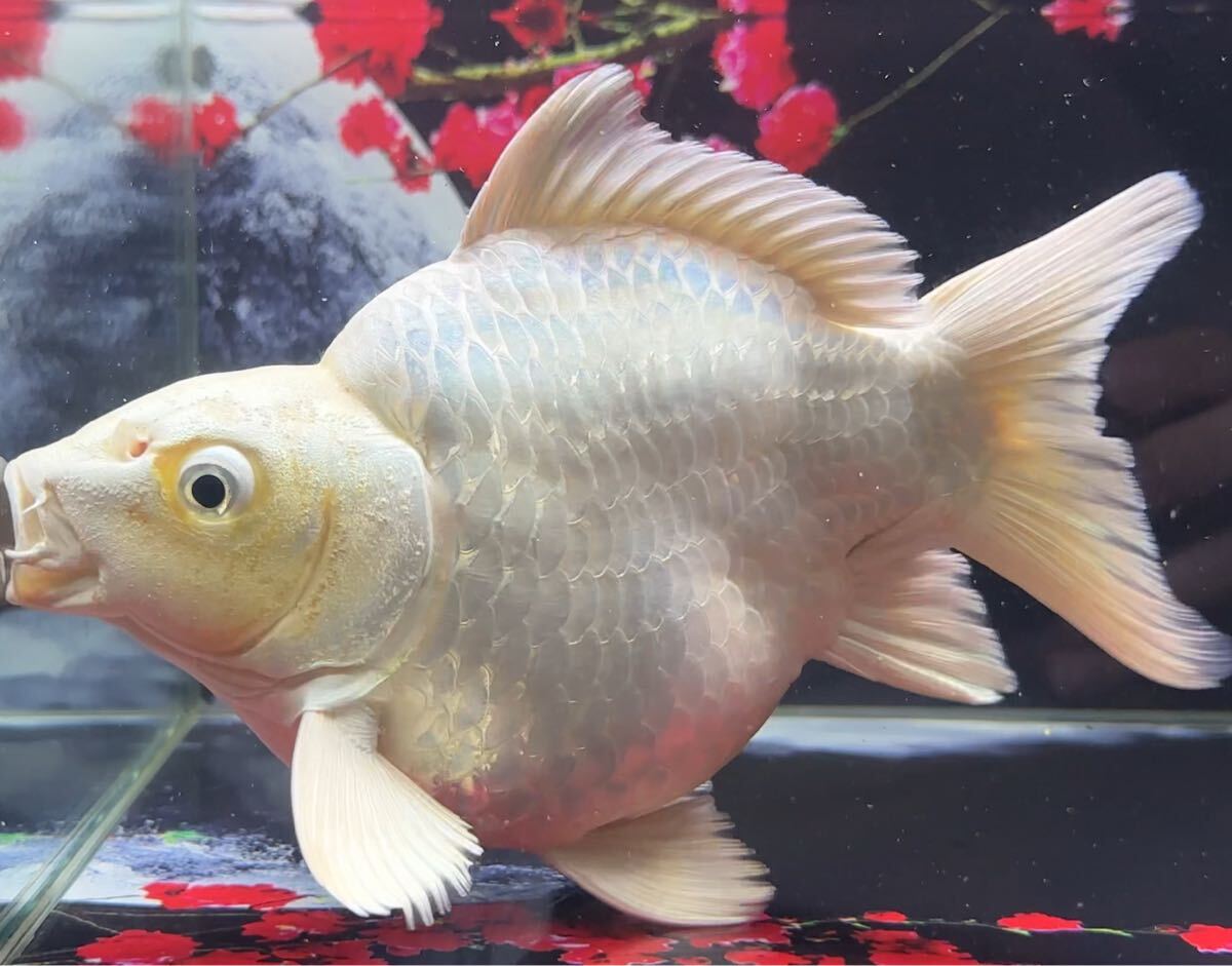 Yahoo!オークション - GPH VIPグレード 達磨プラチナ鯉 ウルトラ SUMO...