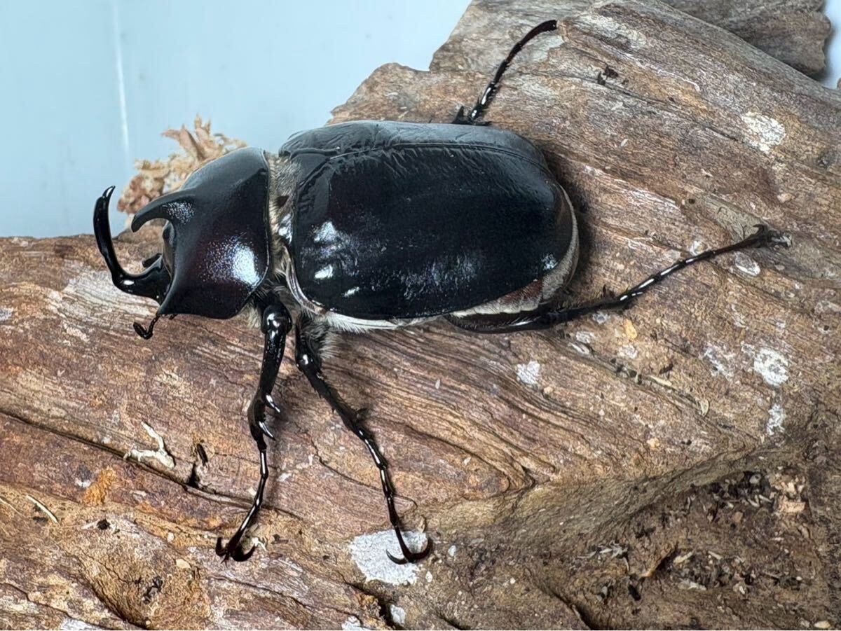 Yahoo!オークション - パチェコヒメゾウカブトCBF1 ♂♀ペア