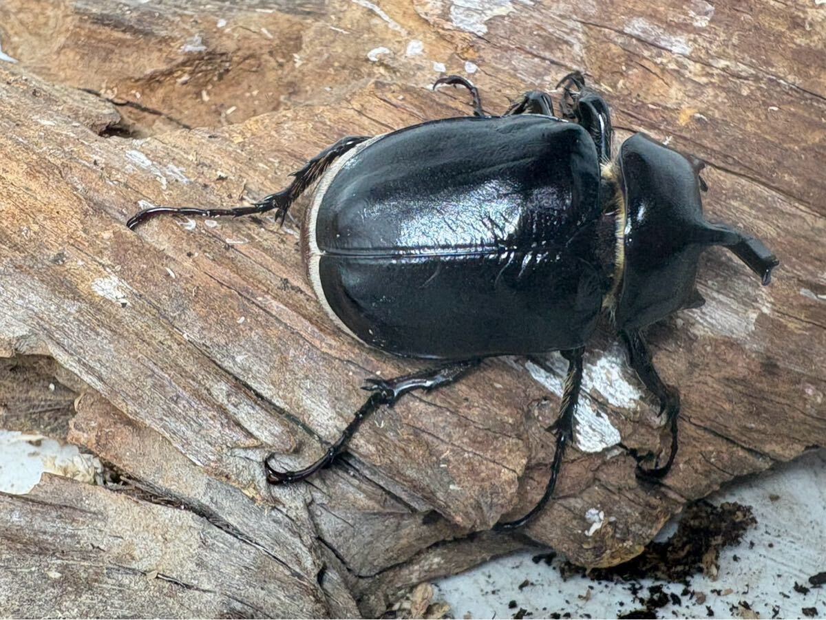 Yahoo!オークション - パチェコヒメゾウカブトCBF1 ♂♀ペア