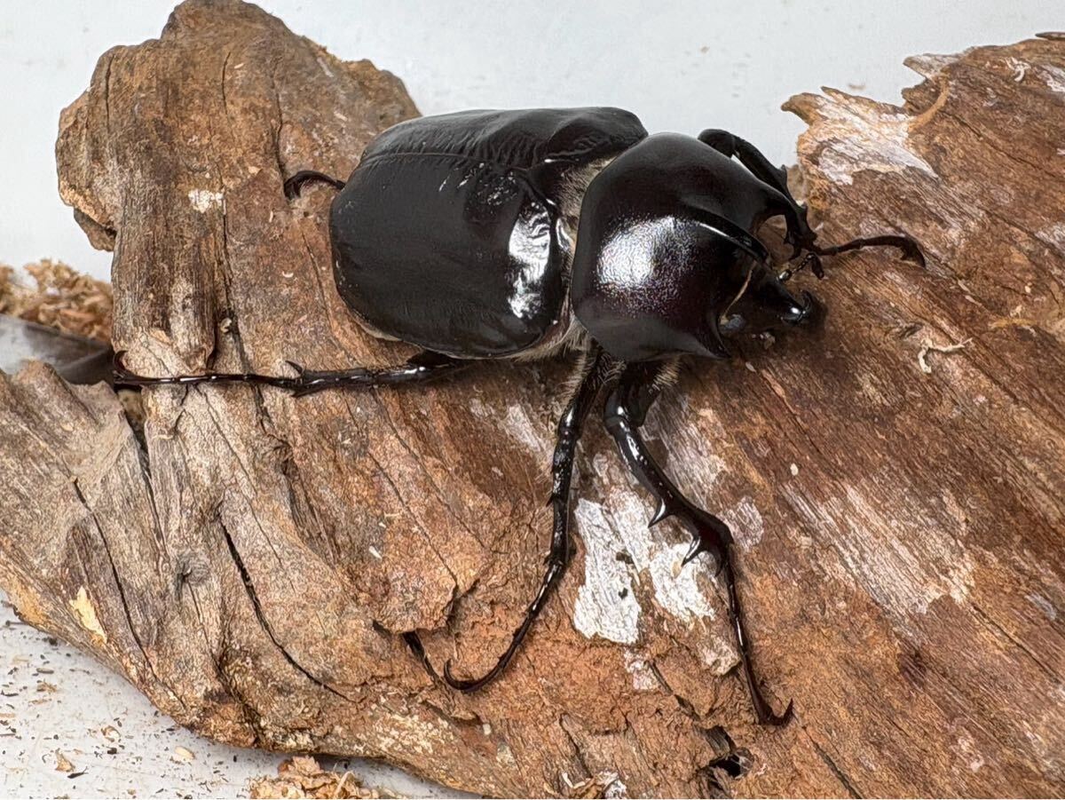 Yahoo!オークション - パチェコヒメゾウカブトCBF1 ♂♀ペア