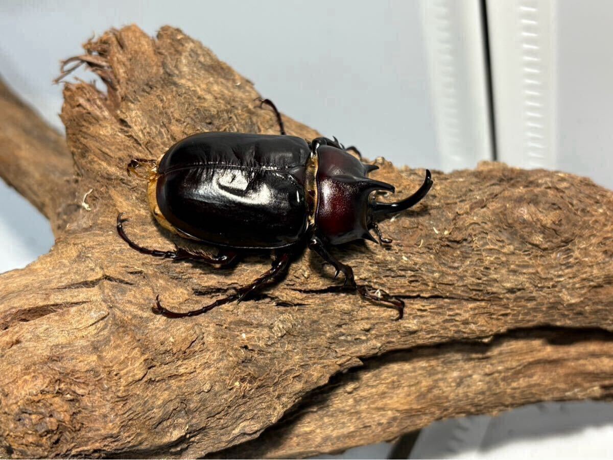 Yahoo!オークション - パチェコヒメゾウカブトCBF1 ♂♂即ブリ