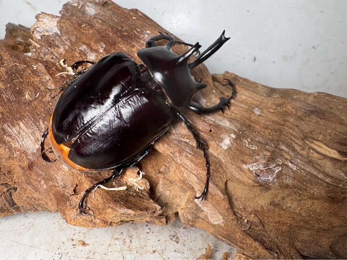 Yahoo!オークション - パチェコヒメゾウカブトCBF1 ♂♂即ブリ