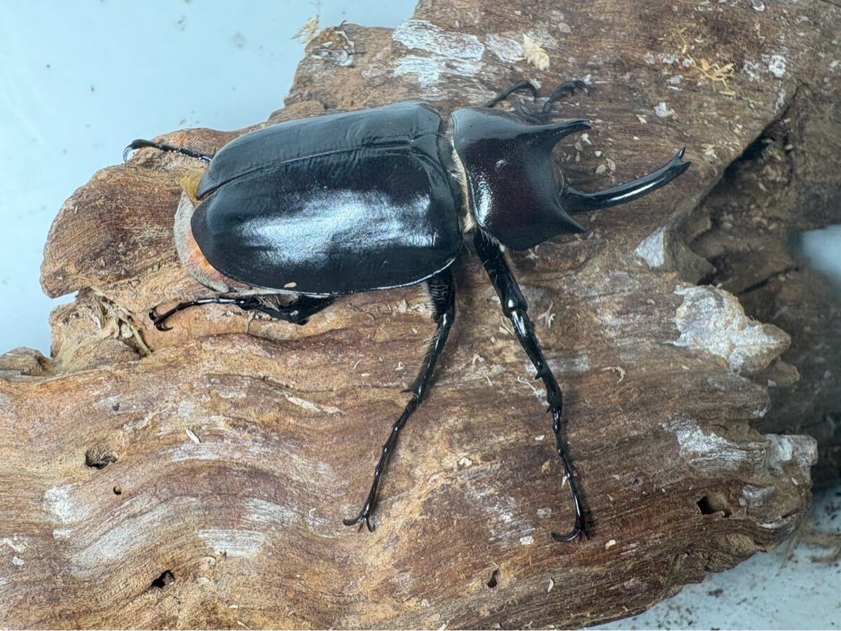 Yahoo!オークション - パチェコヒメゾウカブトCBF1 ♂♀ペア