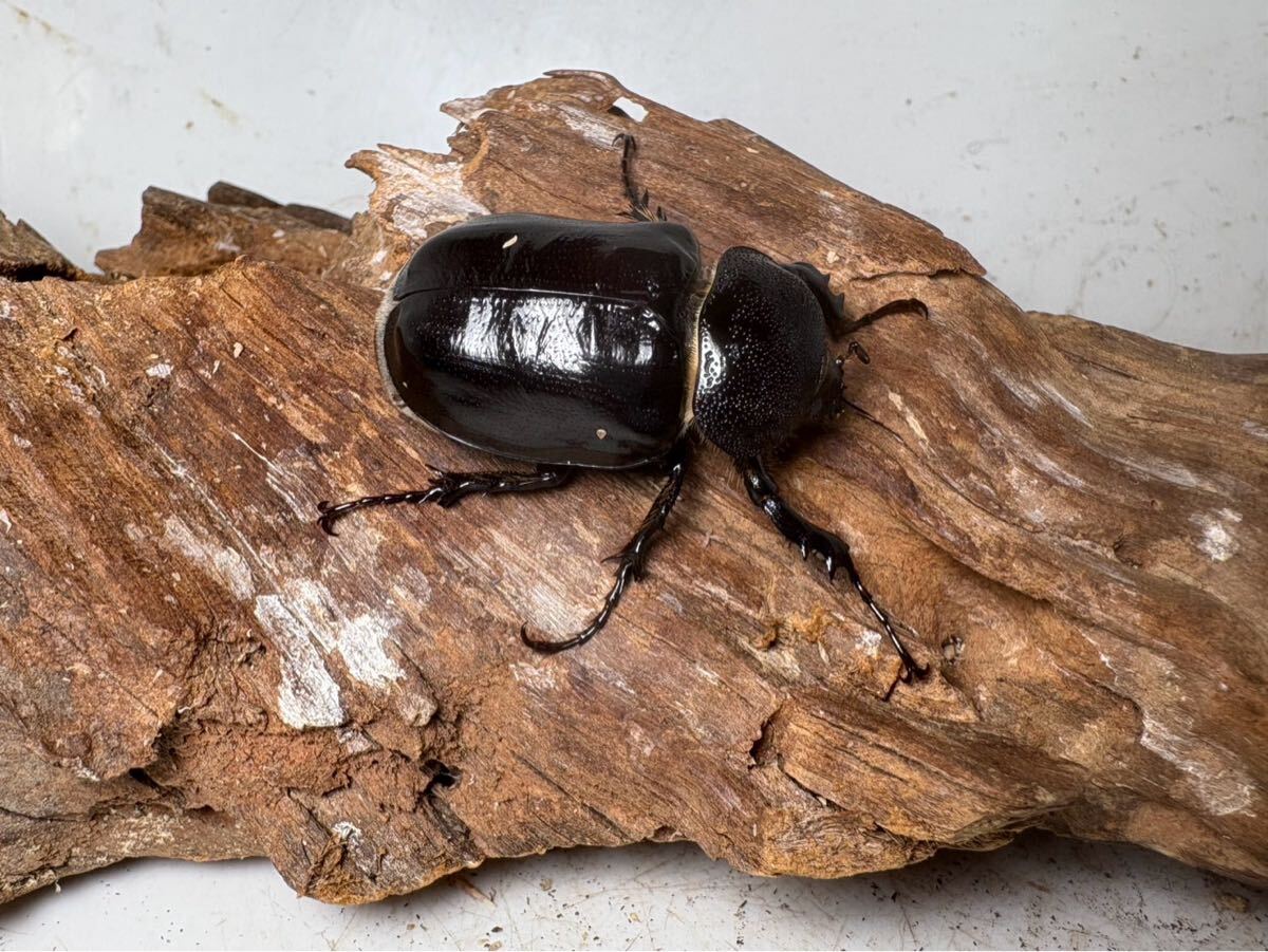 Yahoo!オークション - パチェコヒメゾウカブトCBF1 ♂♀ペア