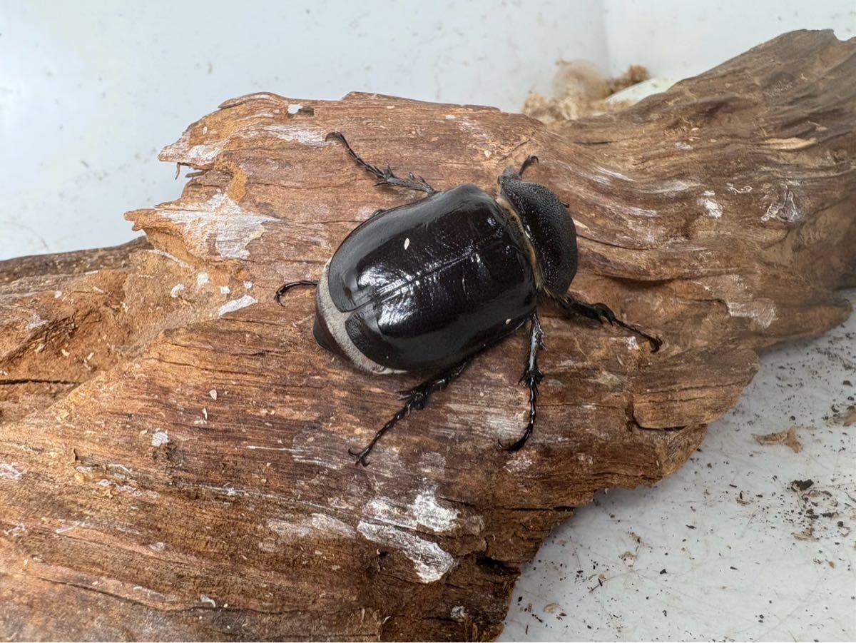 Yahoo!オークション - パチェコヒメゾウカブトCBF1 ♂♀ペア