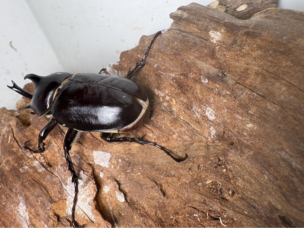 Yahoo!オークション - パチェコヒメゾウカブトCBF1 ♂♀ペア