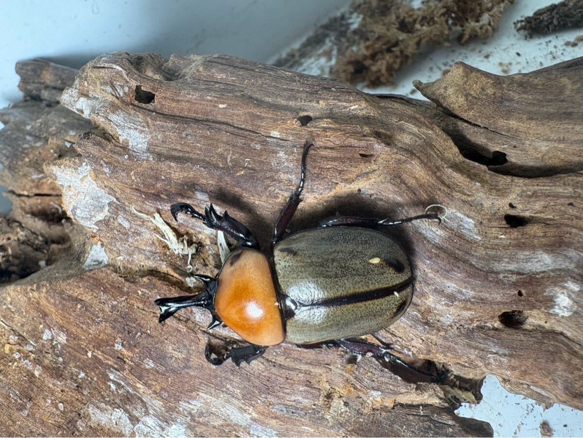 Yahoo!オークション - 売切 ヨツボシヒナカブトCBF1♂♂ 即ブリ