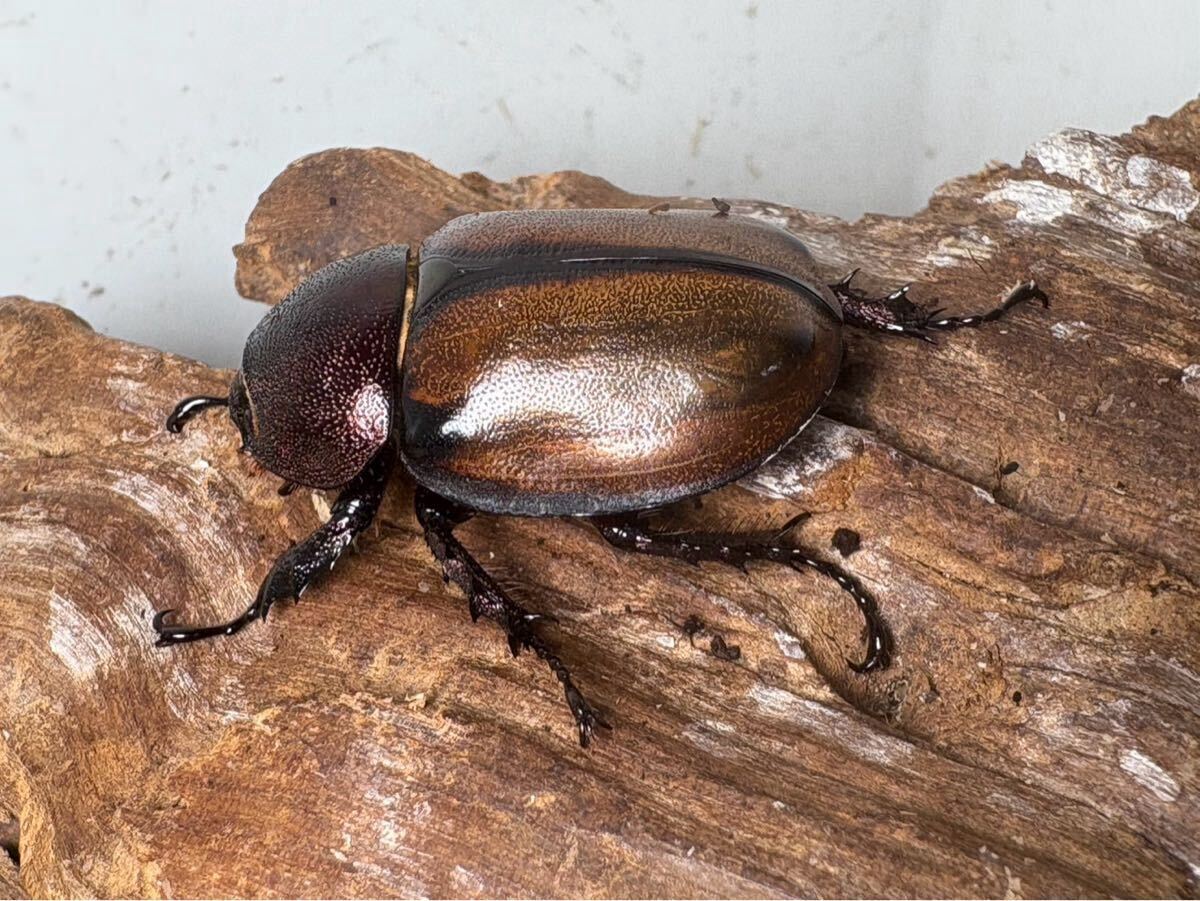 Yahoo!オークション - マルガリータヒナカブトCBF1 ♂♀ペア①