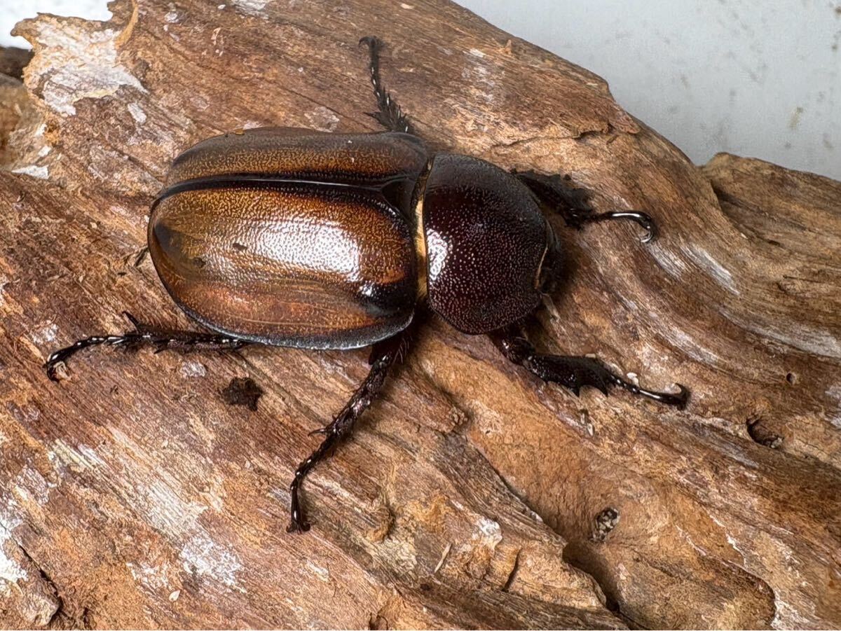 Yahoo!オークション - マルガリータヒナカブトCBF1 ♂♀ペア①