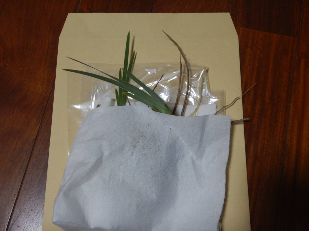 Yahoo!オークション - 園芸 少量をお安く ジャーマンアイリス送料110円...