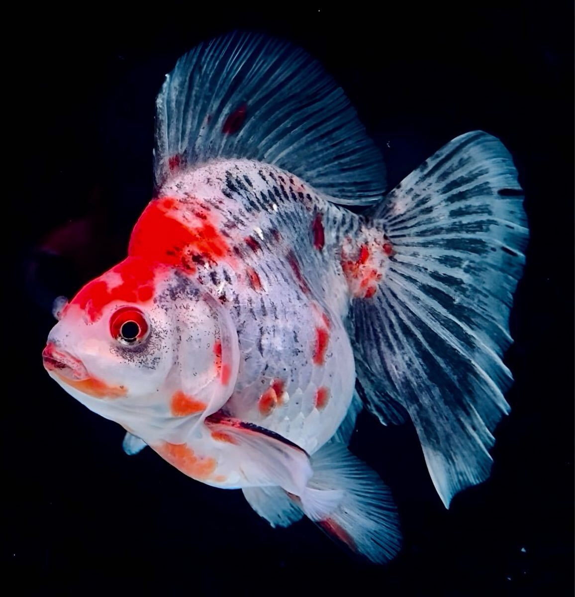 Yahoo!オークション - i3[フィッシュマスターオカ]極上極美 中国産 超...