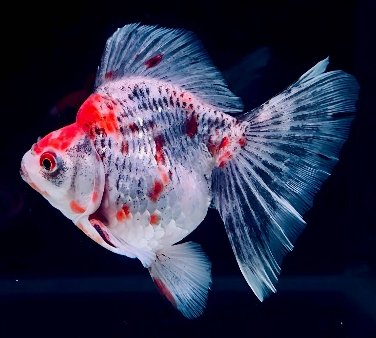 Yahoo!オークション - i3[フィッシュマスターオカ]極上極美 中国産 超...