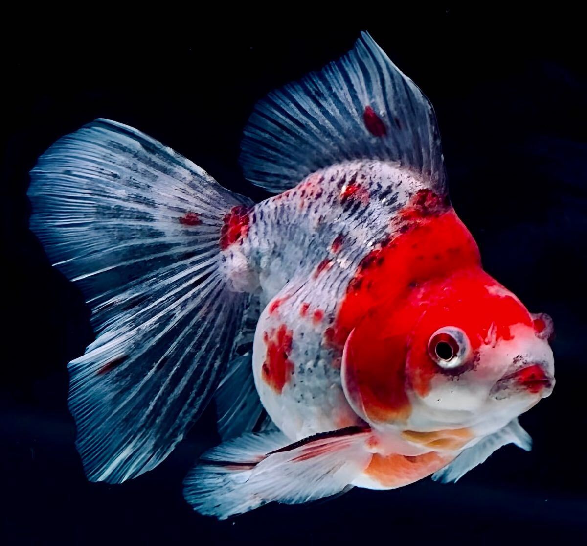 Yahoo!オークション - i3[フィッシュマスターオカ]極上極美 中国産 超...