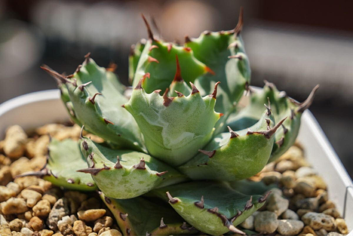 Yahoo!オークション - 【現品】特選甲蟹01 イシスメンシス hybrid Agav...