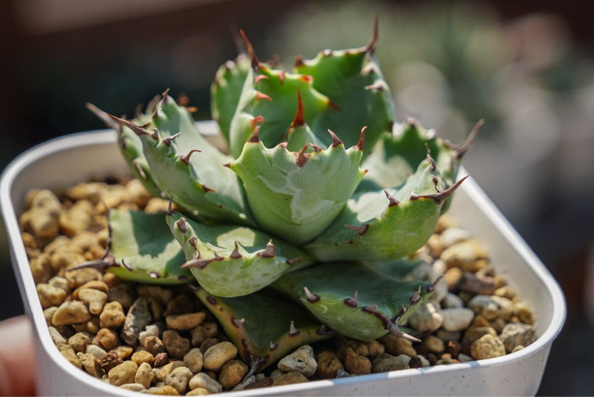 Yahoo!オークション - 【現品】特選甲蟹01 イシスメンシス hybrid Agav...