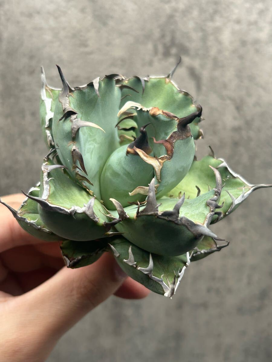 Yahoo!オークション - 2ANアガベ チタノタ Black Whale’ 黒鯨 強棘 極...