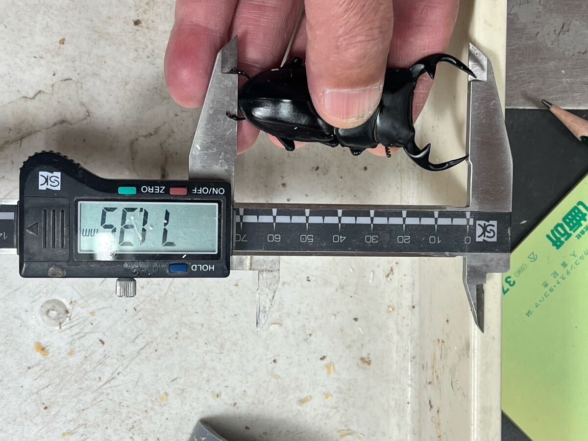 Yahoo!オークション - グランディスGarda血統新成虫ペア♂♂71.3mm♀4...