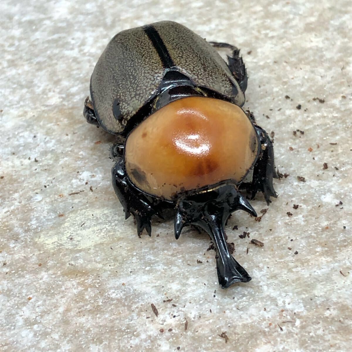 Yahoo!オークション - ヨツボシヒナカブト ♂♀ペア cbf1 ②