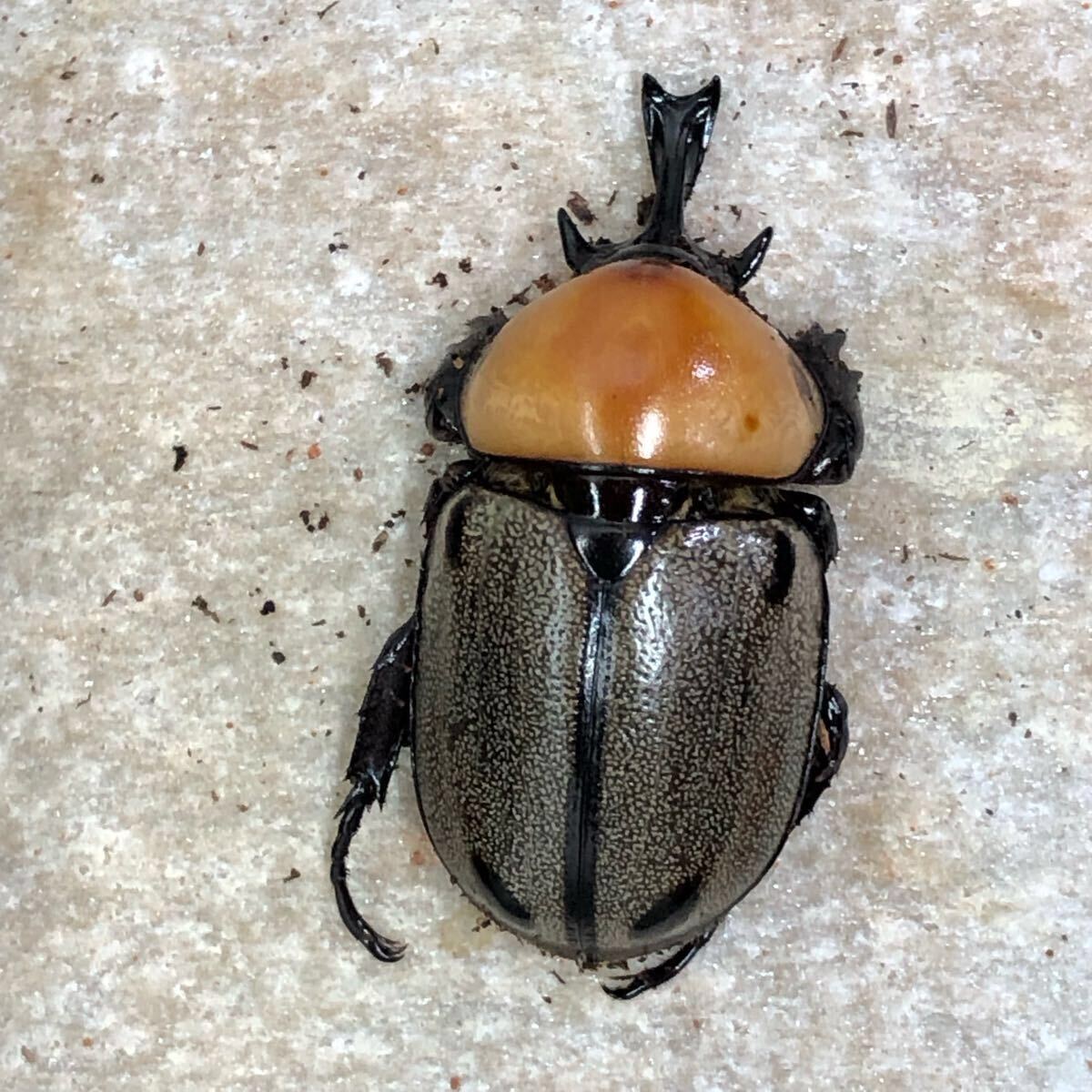 Yahoo!オークション - ヨツボシヒナカブト ♂♀ペア cbf1 ②