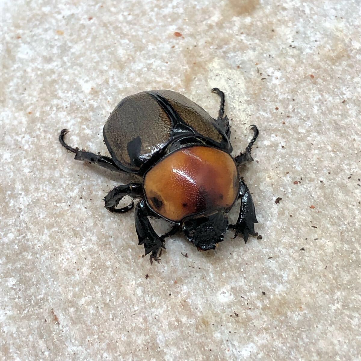 Yahoo!オークション - ヨツボシヒナカブト ♂♀ペア cbf1 ②