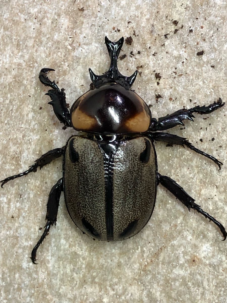 Yahoo!オークション - ヨツボシヒナカブト ♂♀ペア cbf1