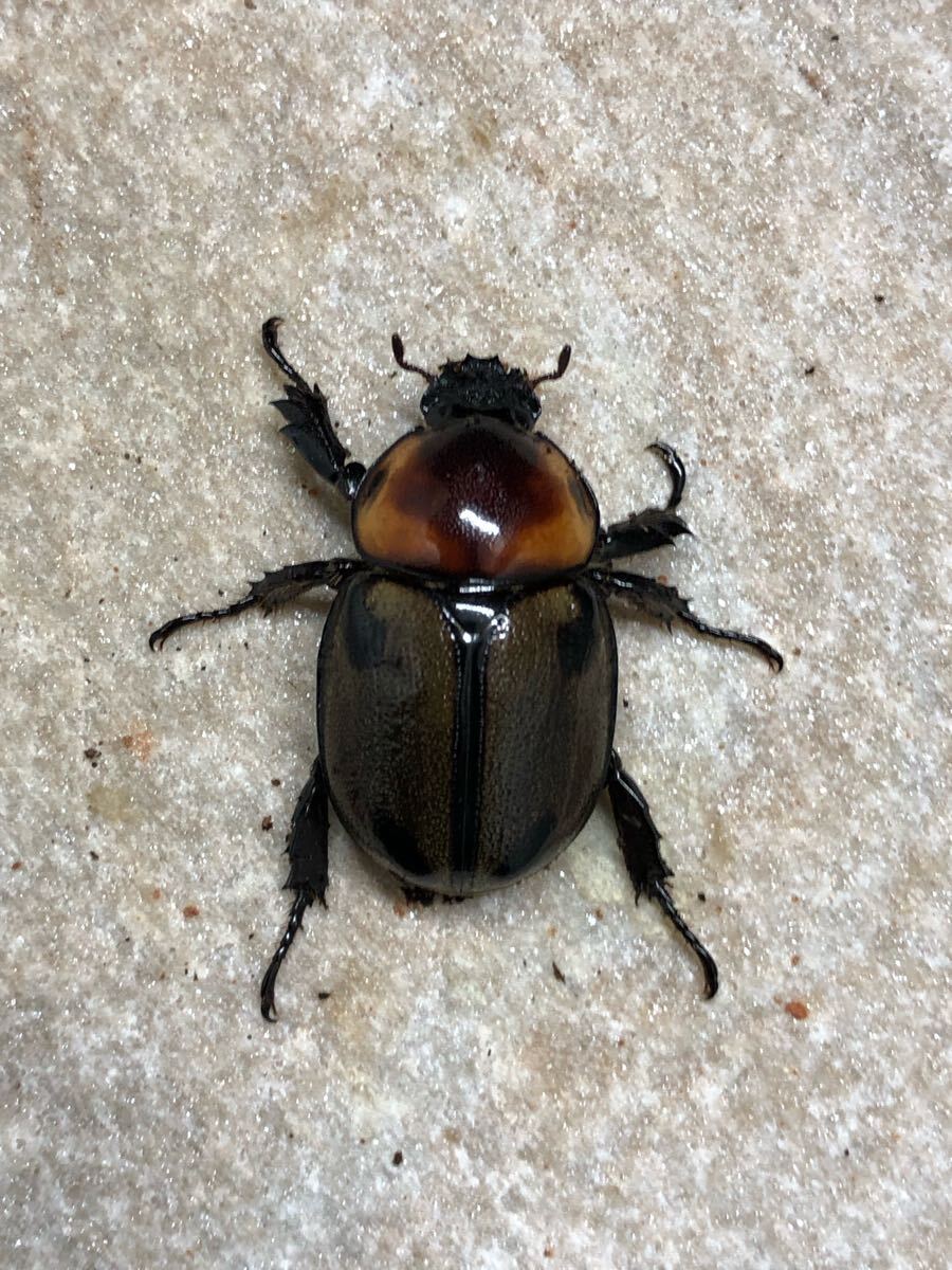 Yahoo!オークション - ヨツボシヒナカブト ♂♀ペア cbf1