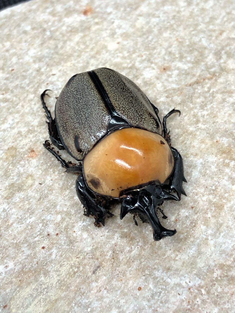 Yahoo!オークション - ヨツボシヒナカブト ♂♀ペア cbf1 ② ♂上翅に...