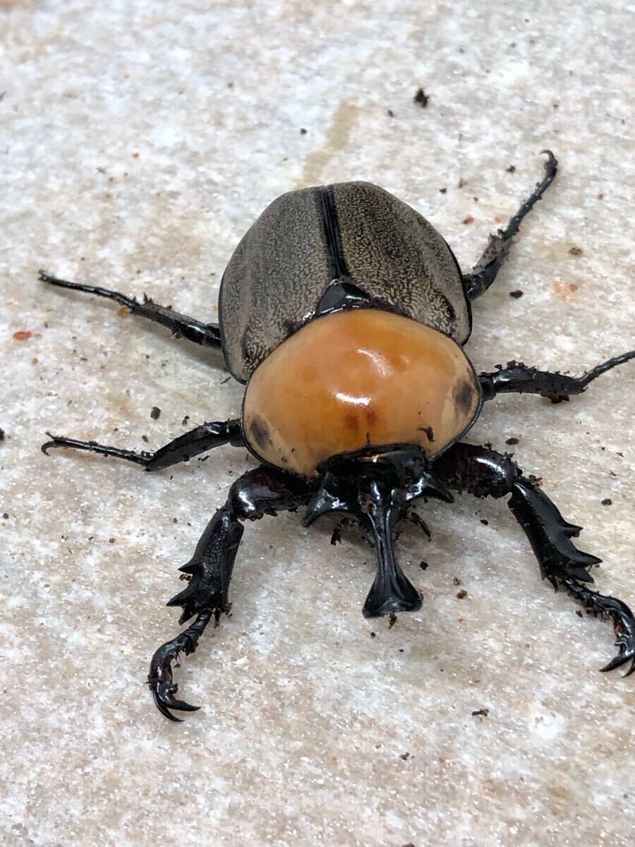 Yahoo!オークション - ヨツボシヒナカブト ♂♀ペア cbf1 ③