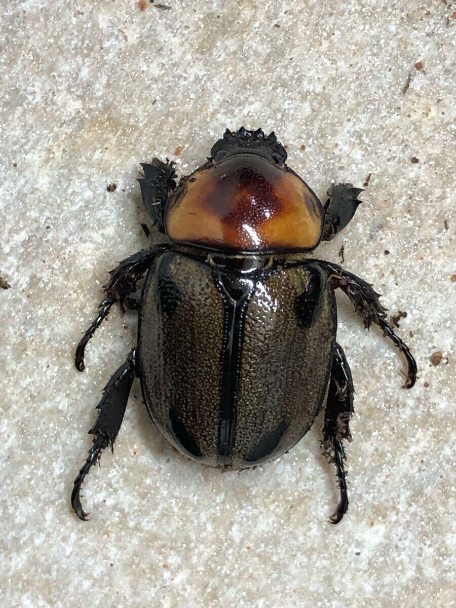 Yahoo!オークション - ヨツボシヒナカブト ♂♀ペア cbf1 ③