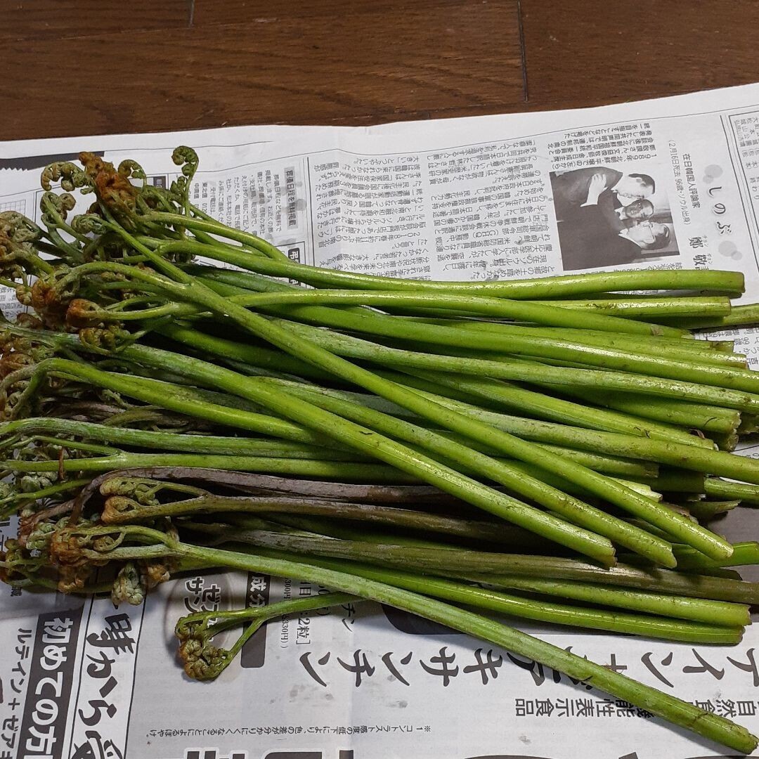 Yahoo!オークション - 天然 わらび 700g 信州産 ワラビ 蕨 山菜