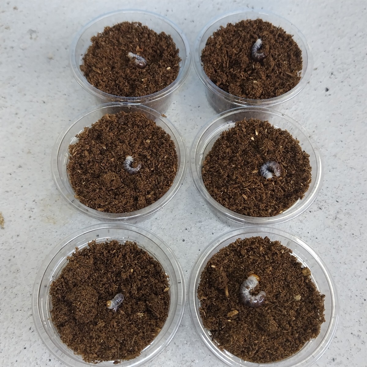 Yahoo!オークション - 【WF4】タイワンオオクワガタ幼虫 6匹 ラスト ...