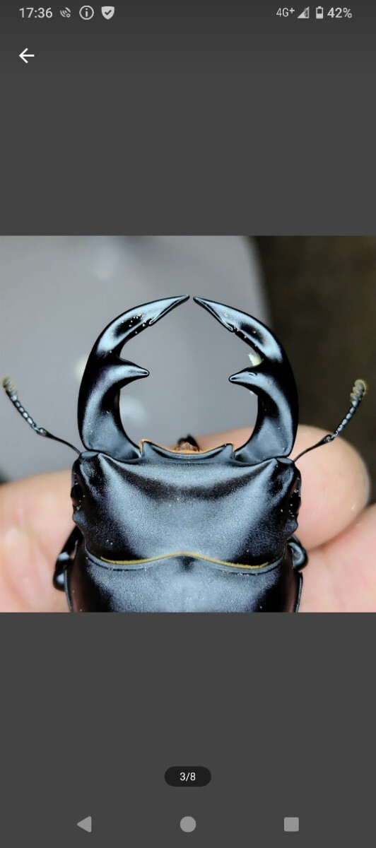 Yahoo!オークション - 【WF4】タイワンオオクワガタ幼虫 6匹 ラスト ...