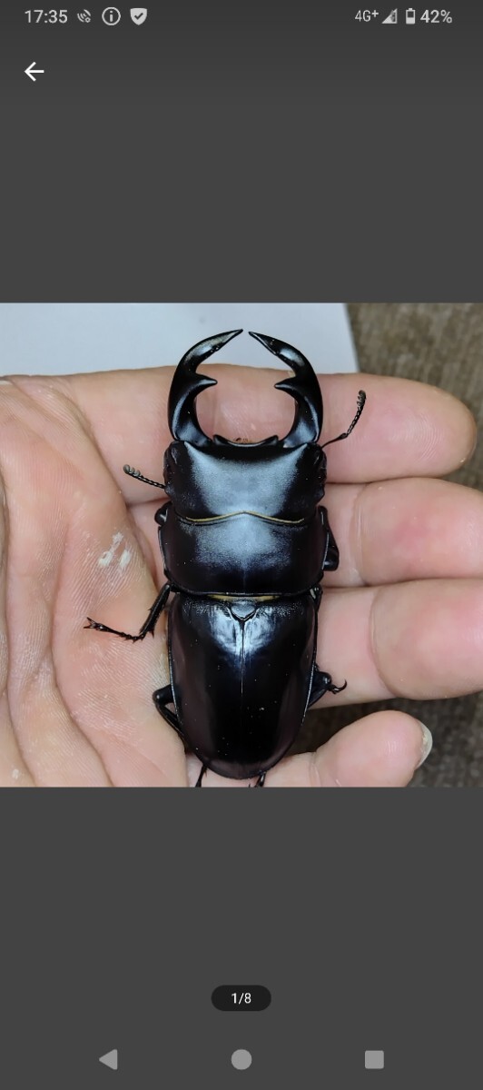 Yahoo!オークション - 【WF4】タイワンオオクワガタ幼虫 6匹 ラスト ...