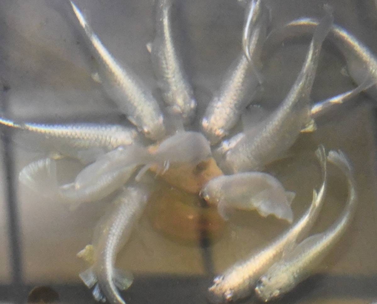 Yahoo!オークション - 送料無料 メダカ配合飼料「龍」オリジナルブレン...