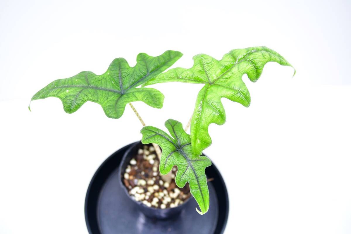 Yahoo!オークション - 4 アロカシア・ジャクリン