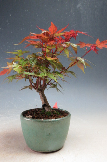 Yahoo!オークション - ミニ盆栽 もみじ（出猩々）苗木 3155