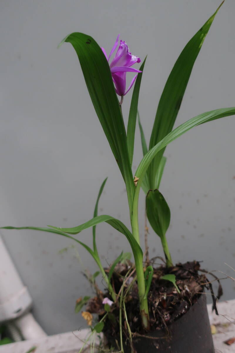 Yahoo!オークション - シラン-2501 三蝶咲き 1pot 花は終わりました