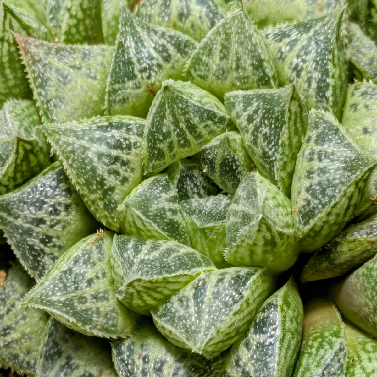 Yahoo!オークション - ハオルチア 細雪