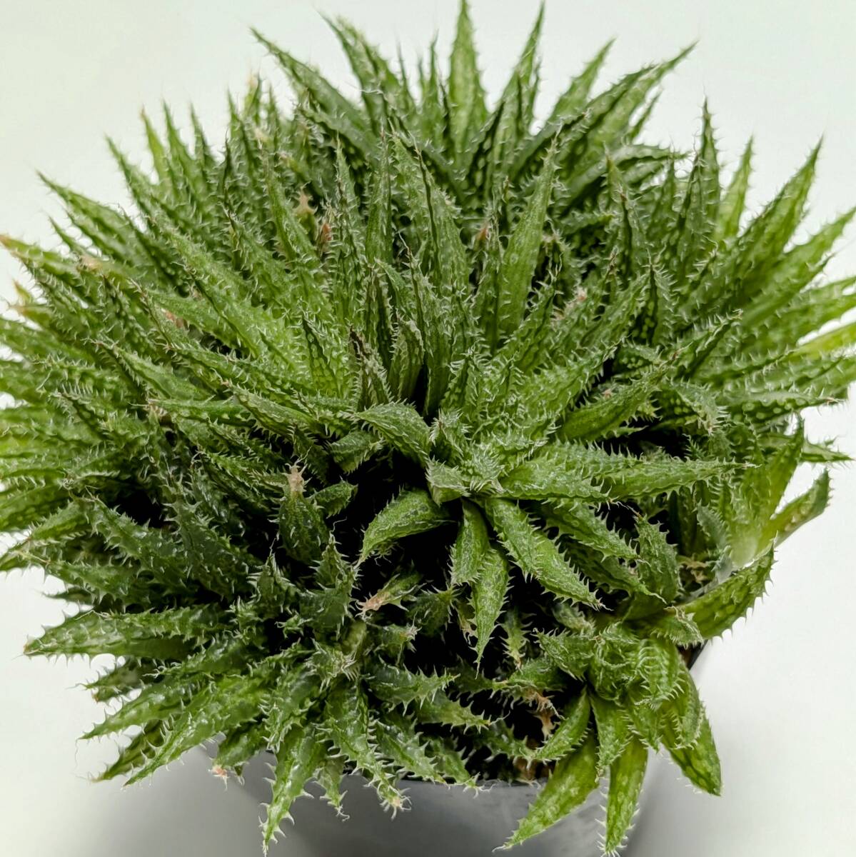 Yahoo!オークション - ハオルチア notabilis (JDV87/197 )