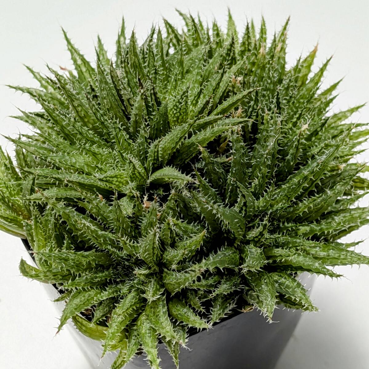 Yahoo!オークション - ハオルチア notabilis (JDV87/197 )