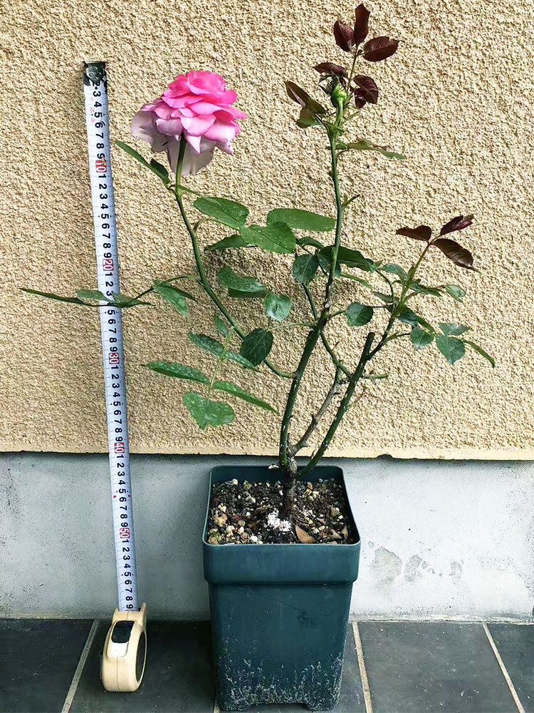 Yahoo!オークション - 切り花品種/knR1/イブ系/花立ちも良い/桃色ピン...