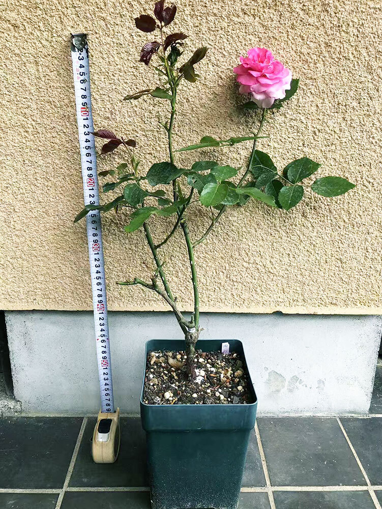 Yahoo!オークション - 切り花品種/knR1/イブ系/花立ちも良い/桃色ピン...