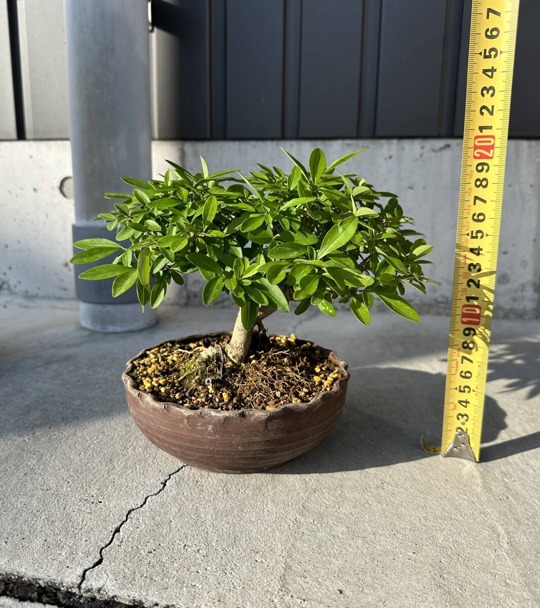 Yahoo!オークション - イボタ