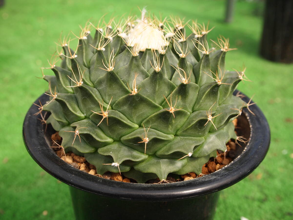 Yahoo!オークション - サボテン種子 帝冠 50粒 2652