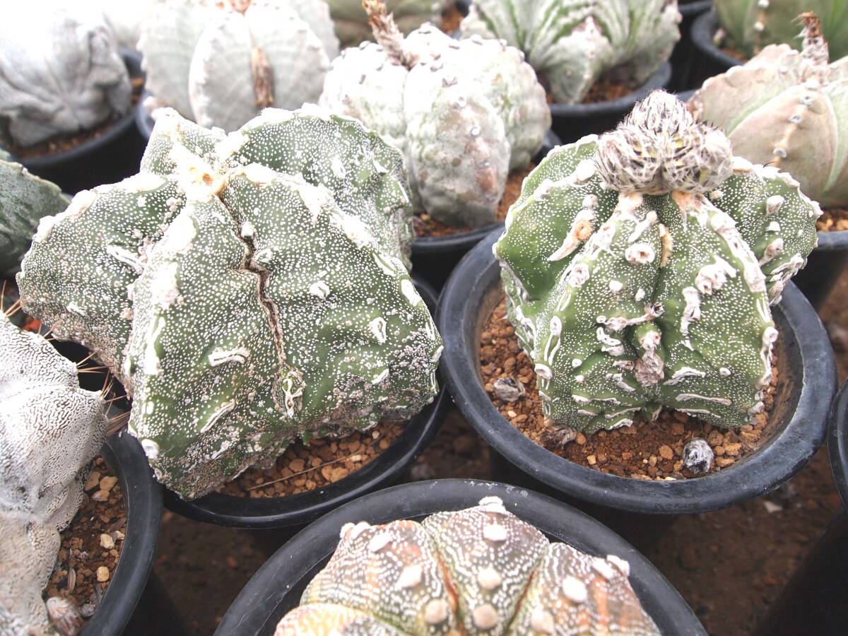 Yahoo!オークション - サボテン種子 複隆ランポー玉 30粒 2687