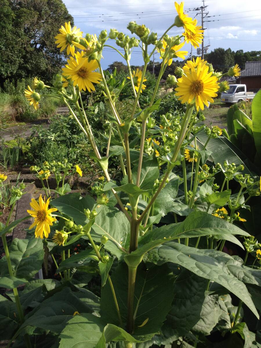 Yahoo!オークション - シルフィウム・モーリー Silphium mohrii 小ポッ...