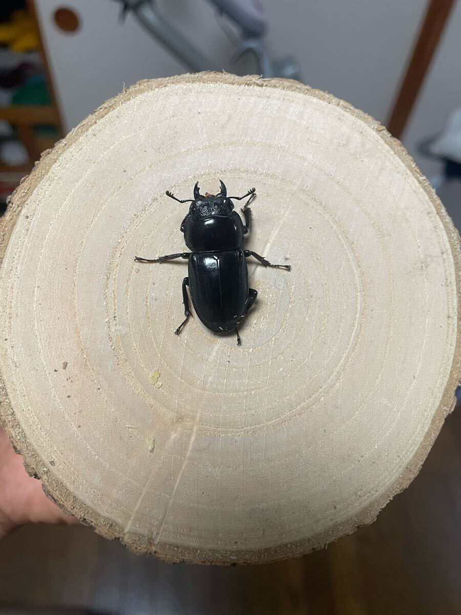 Yahoo!オークション - サキシマヒラタ クワガタ ペア WF1 即ブリ②