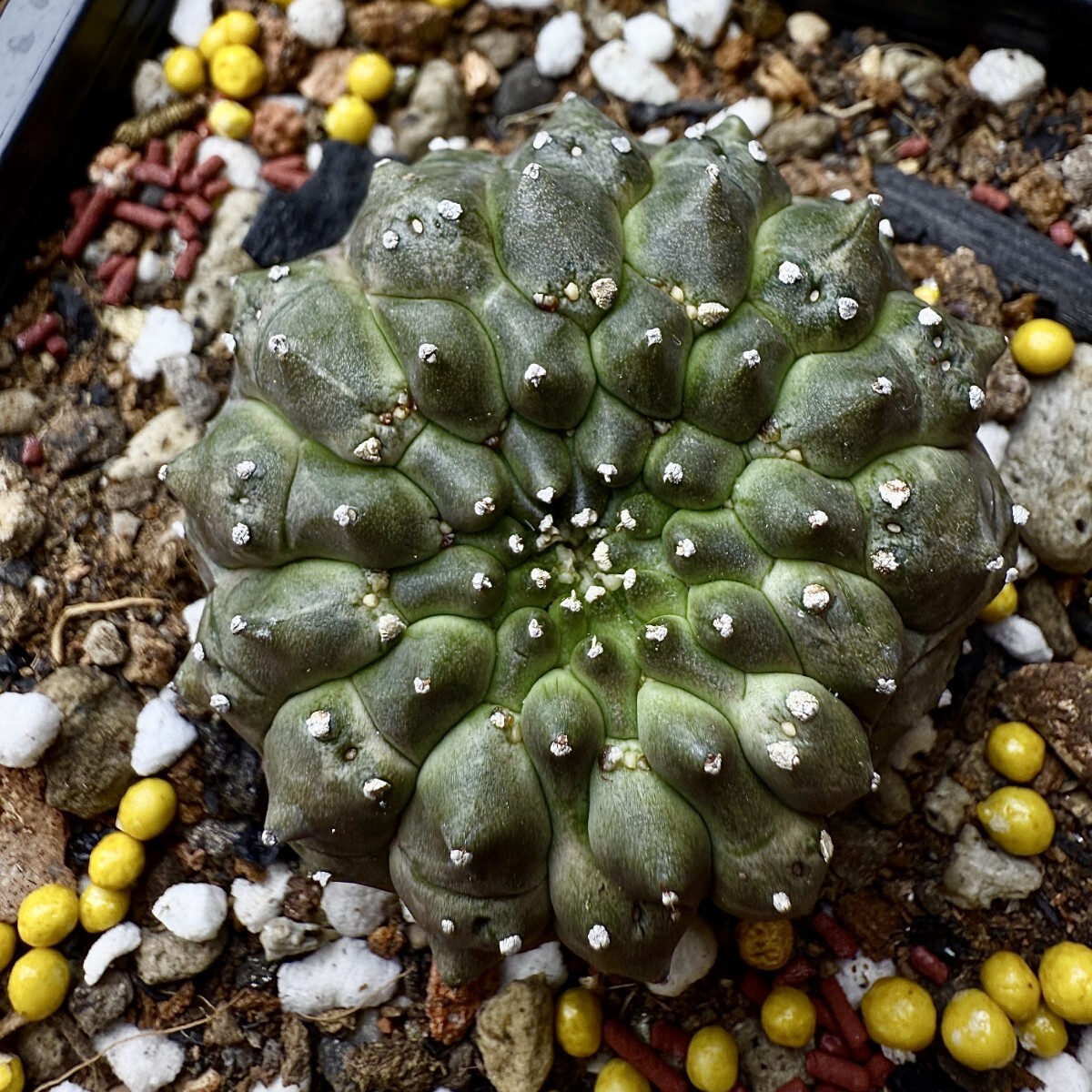 Yahoo!オークション - 2C ユーフォルビア ギムノカリキオイデス 石化 E...