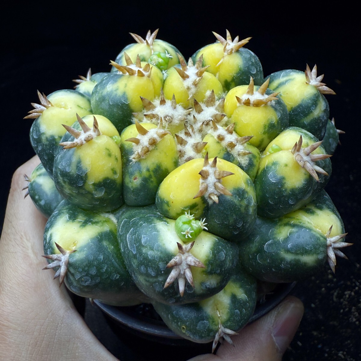 Yahoo!オークション - 123C サボテン 多肉植物 Coryphantha elephantid...