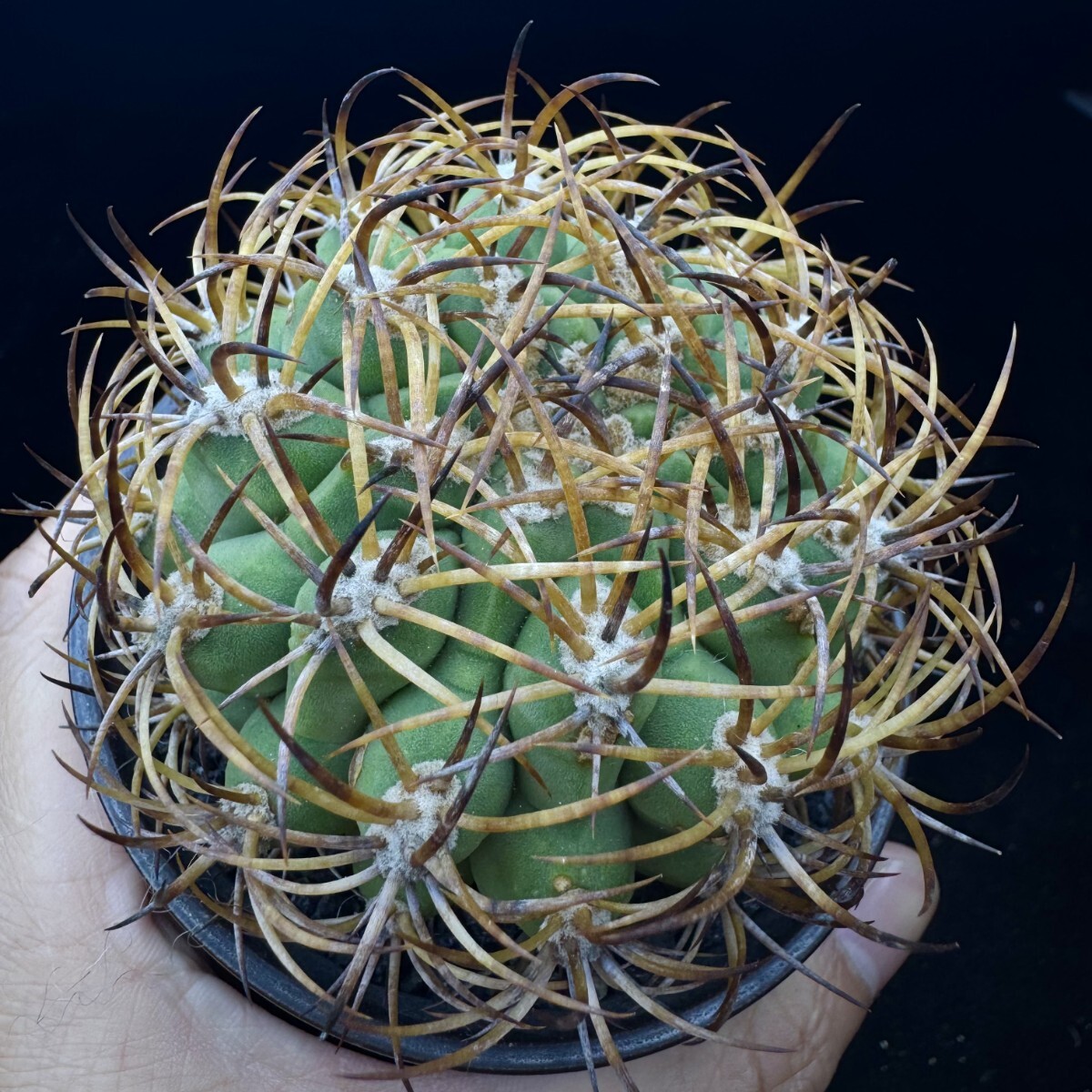 Yahoo!オークション - 21D サボテン 多肉植物 エリオシケ 五百津玉 極...